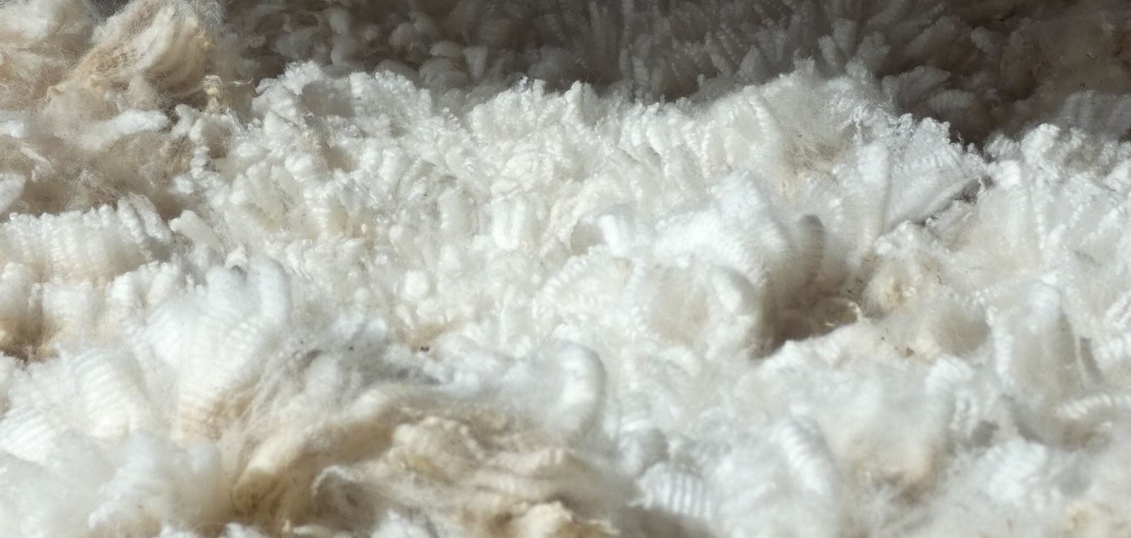 Eastern Alpaca Group – Working for Alpaca owners across East Anglia