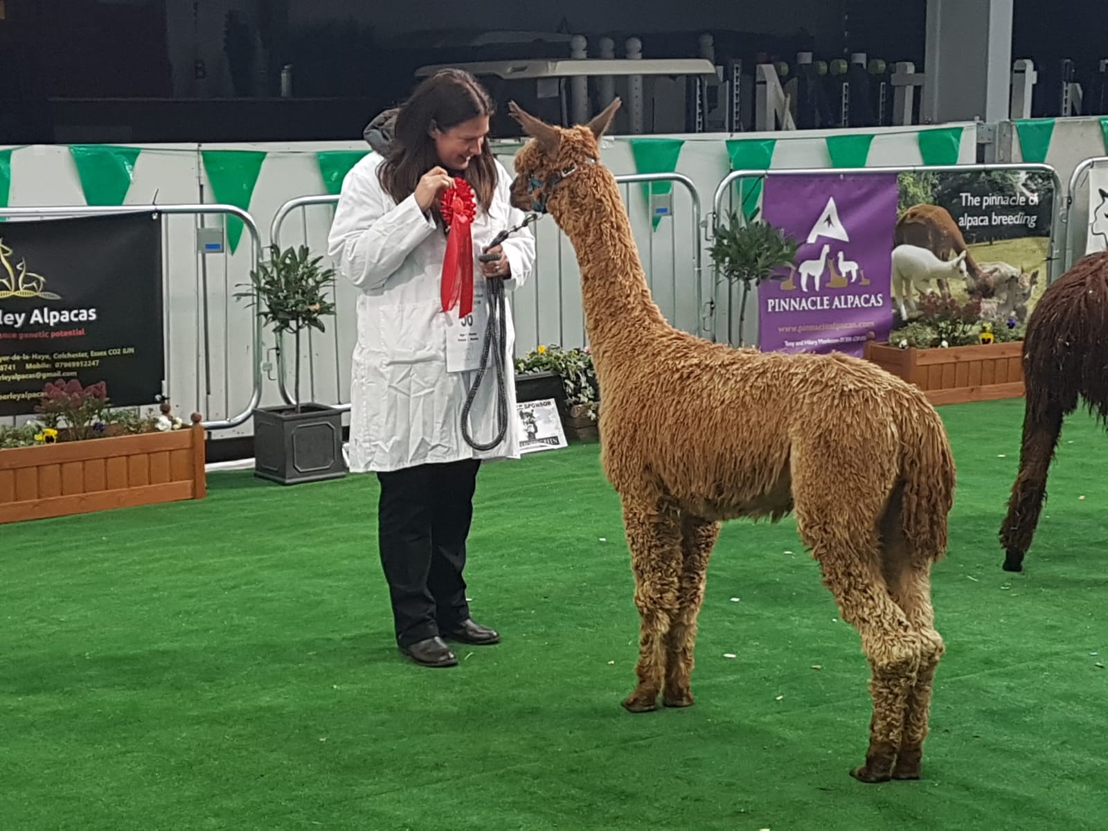 Eastern Alpaca Group – Working for Alpaca owners across East Anglia