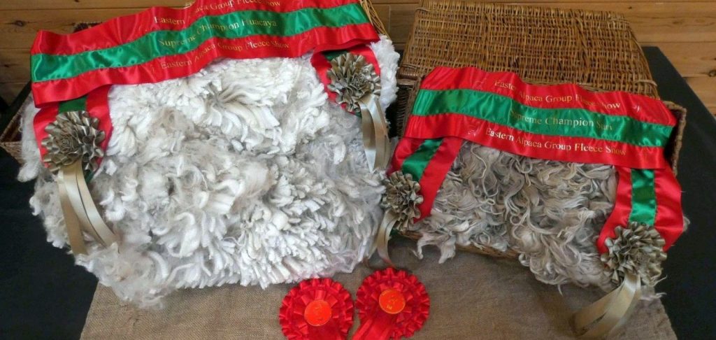 Eastern Alpaca Group – Working for Alpaca owners across East Anglia